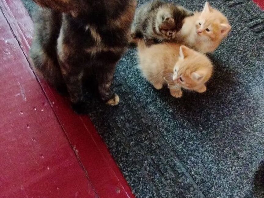 Отдаю Кошку и 3 котенка по 1&на усмотрение