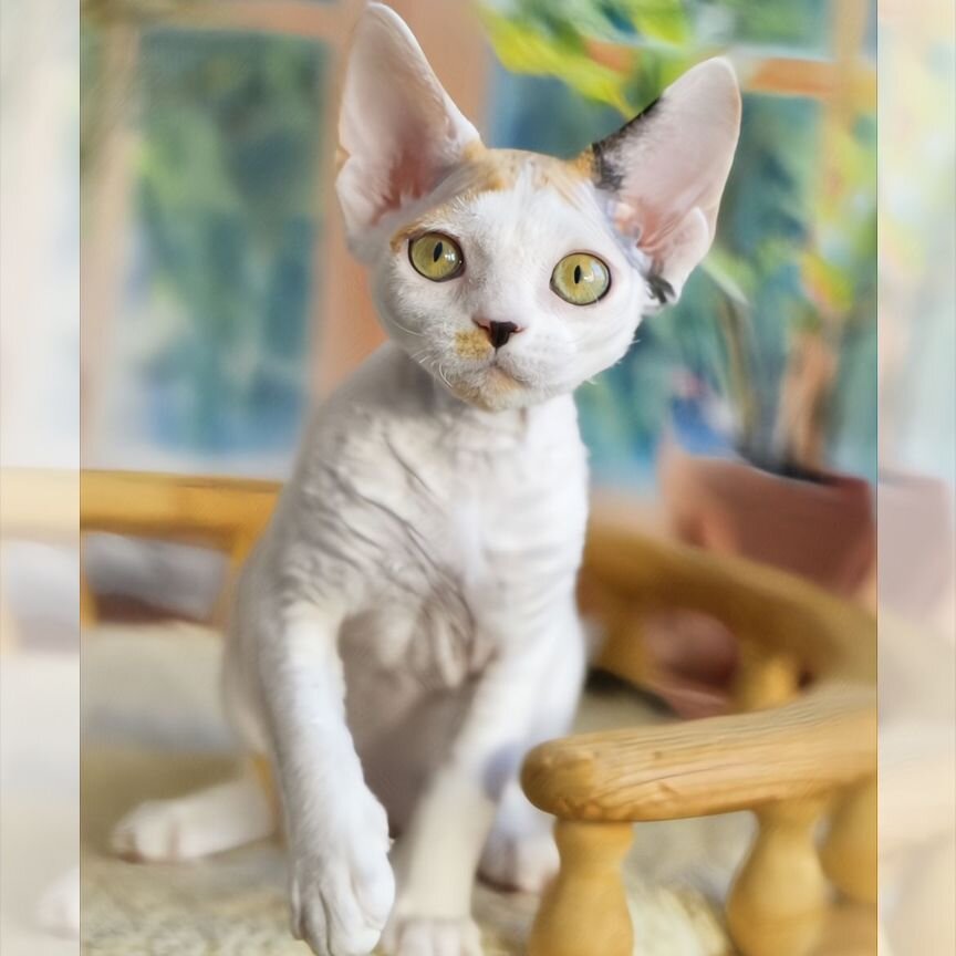 Девон-рекс котёнок