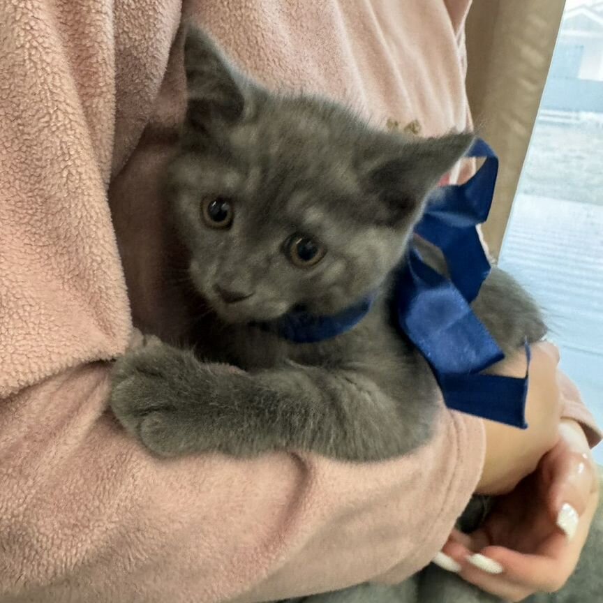 Котоенок мальчик, 2 мес