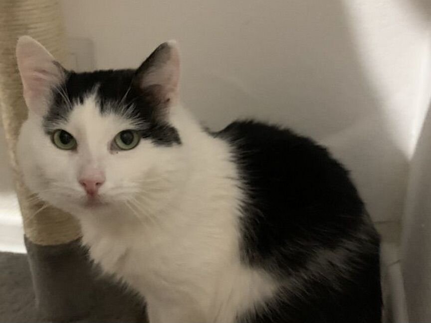 Котик Кузя ждет