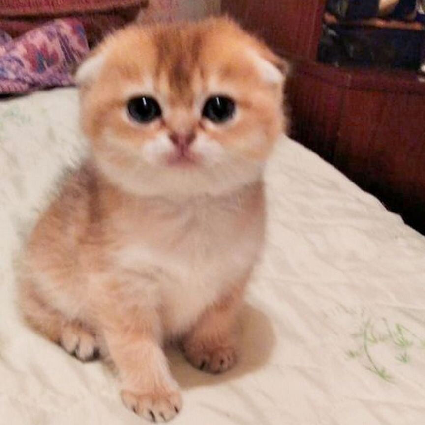 Котята 1 месяц и неделя