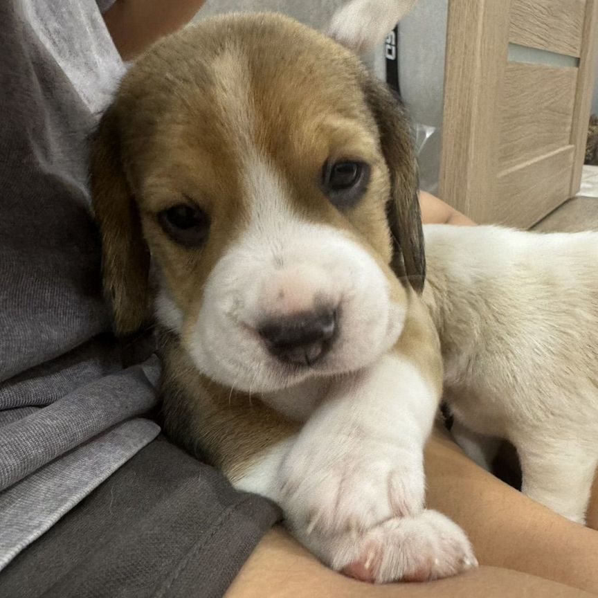 Шенки бигля от титулованных родителей