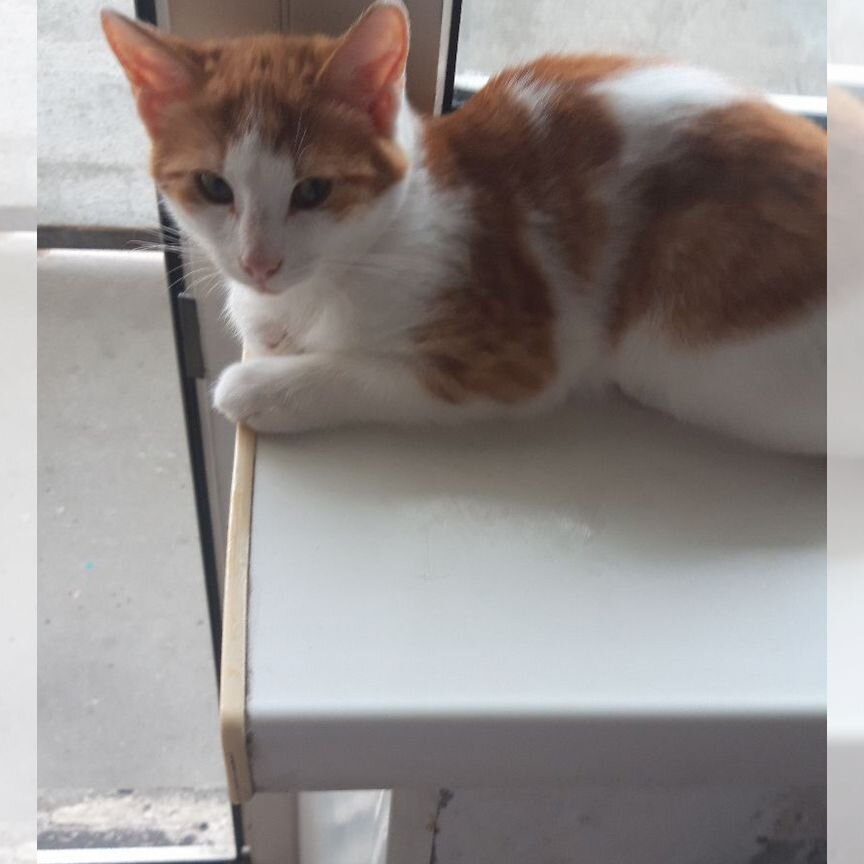 Кот