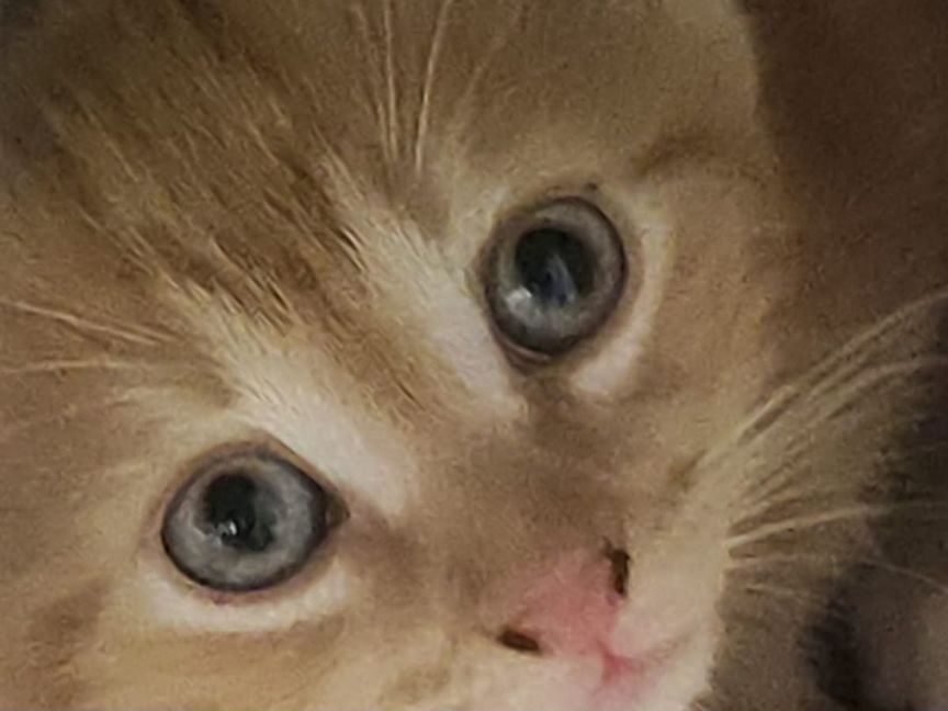 Рыжий котёнок