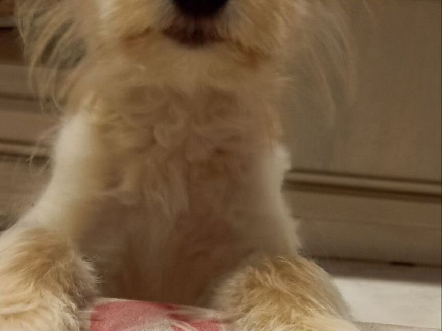 Йоркширский терьер