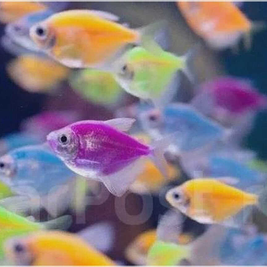 Рыбки тернеция glofish