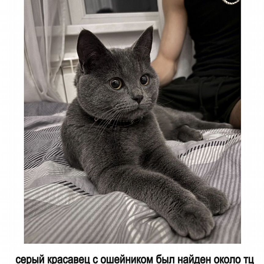 Нашли кота