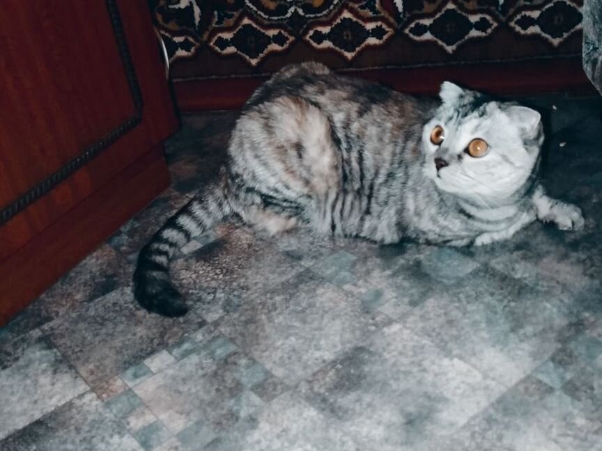 Кошка, британка в дар, бесплатно