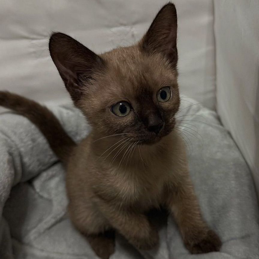 Европейский бурманский котёнок