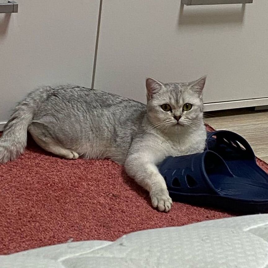 Кошечка на вязку
