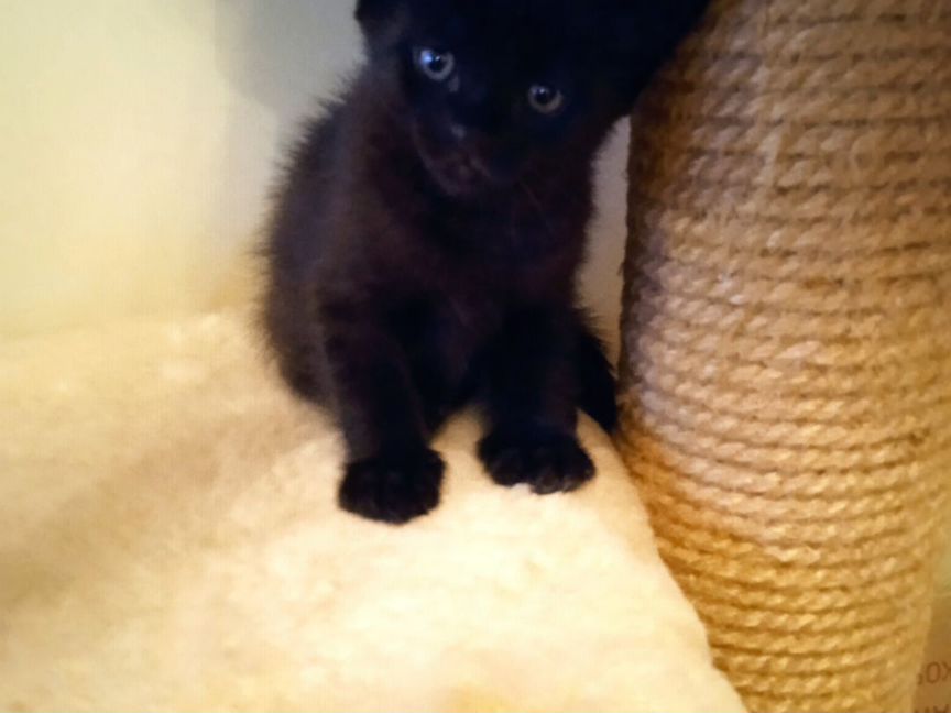 Кошка котенок черная