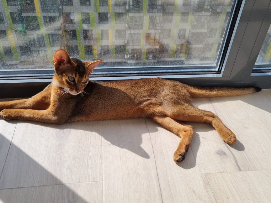 Абесинские котята