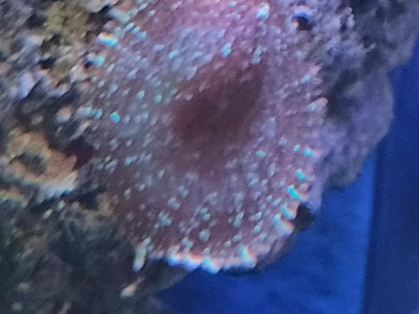 Коралл дискосома