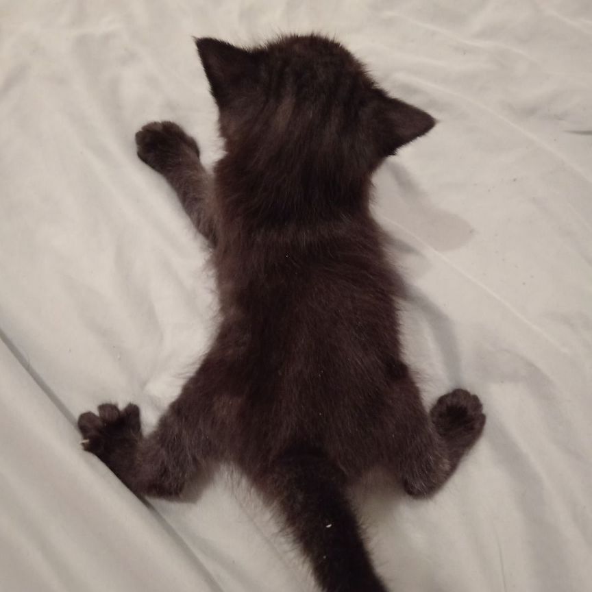 Котята шоттланские вислоухие