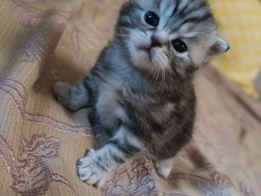 Шотландская вислоухая кошка