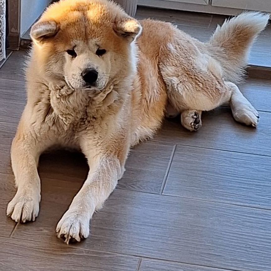 Вязка кобель Акита Ину