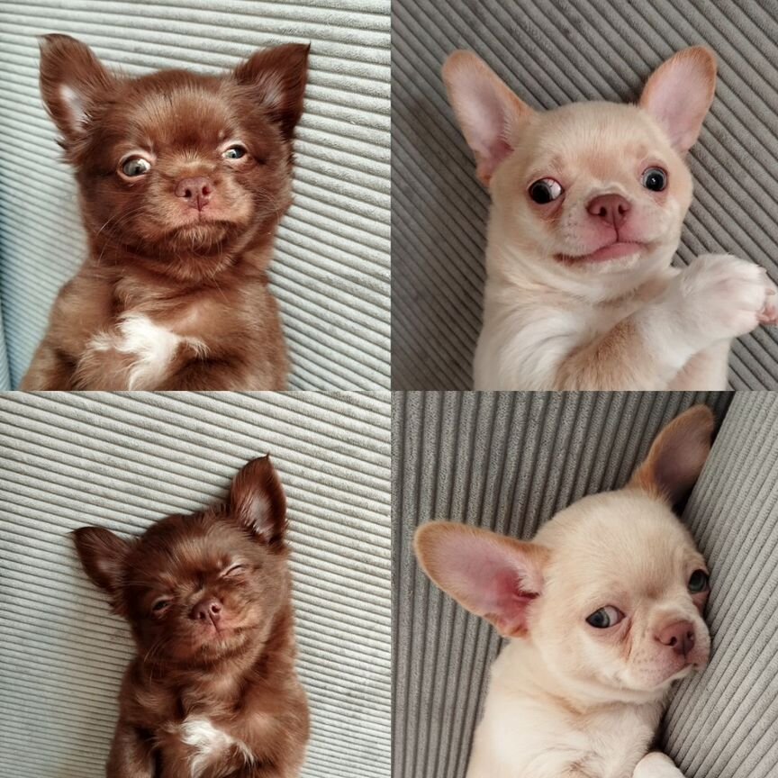 Щенки чихуахуа