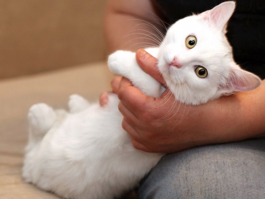 Котенок Усаги в добрые руки