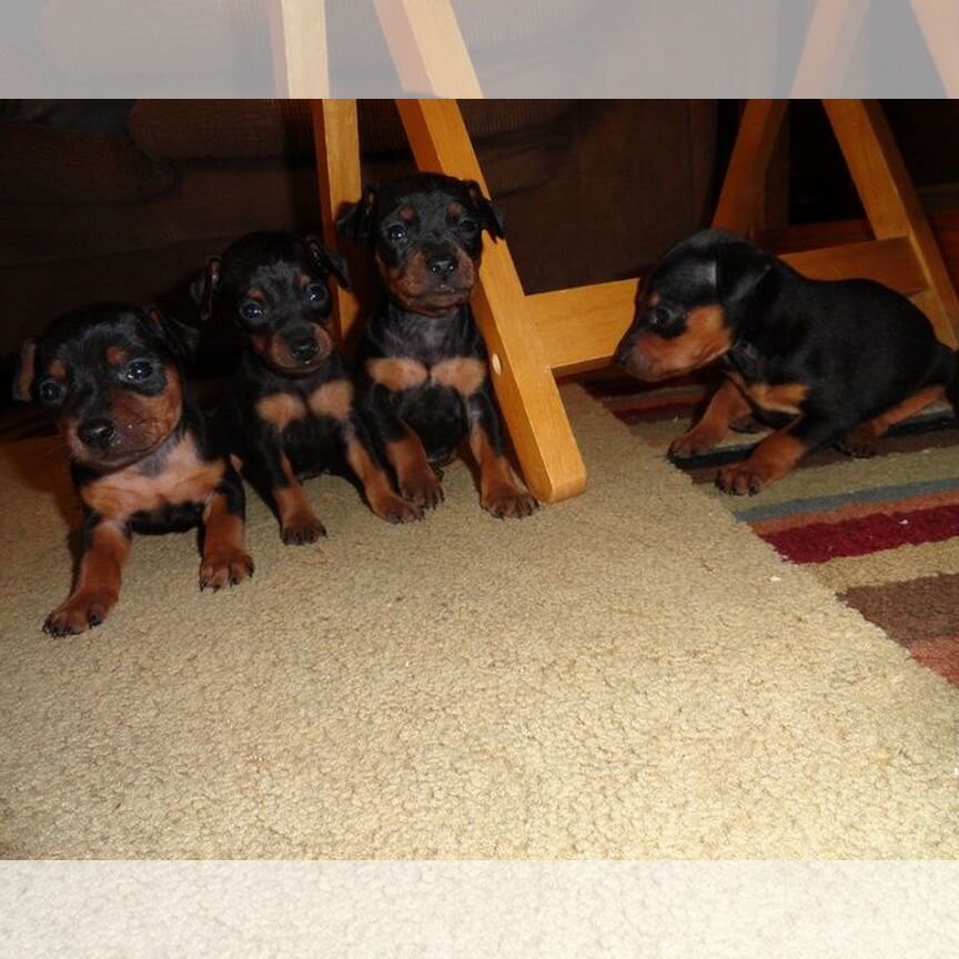 Щенок от частного владельца