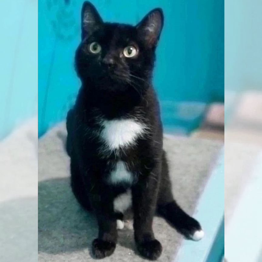 Ориентальный кот, взрослый