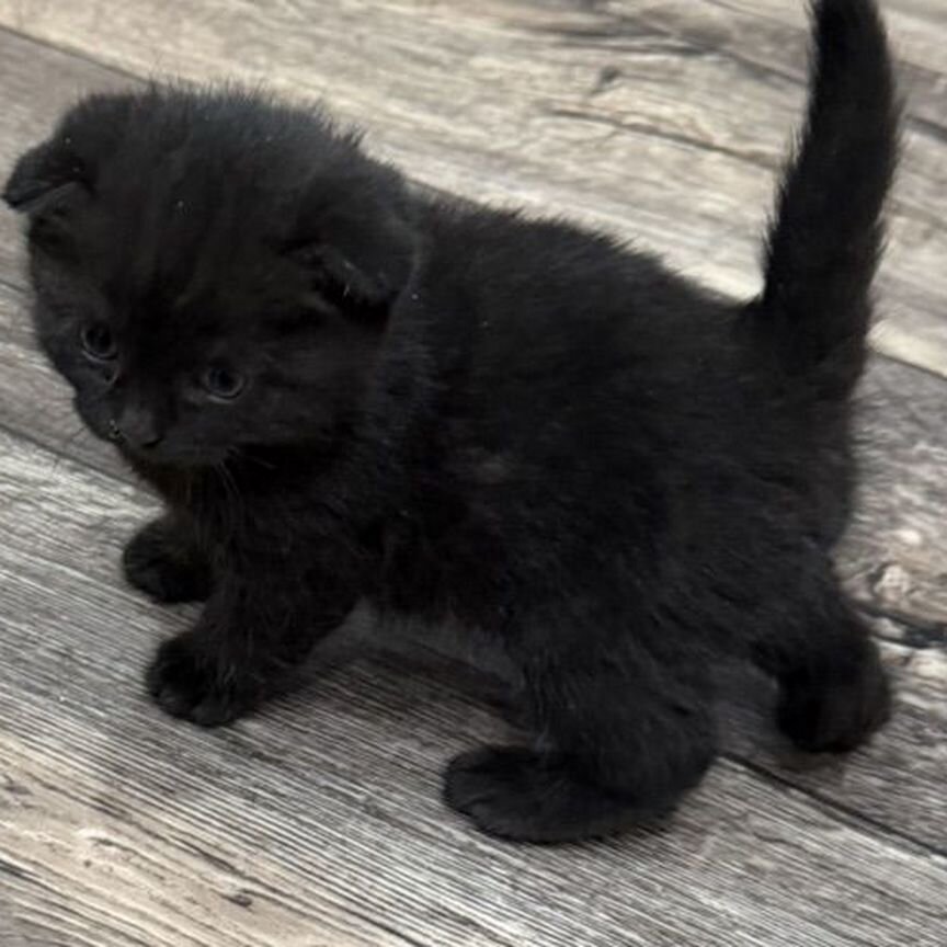 Шотландский вислоухий длинношёрстный котёнок