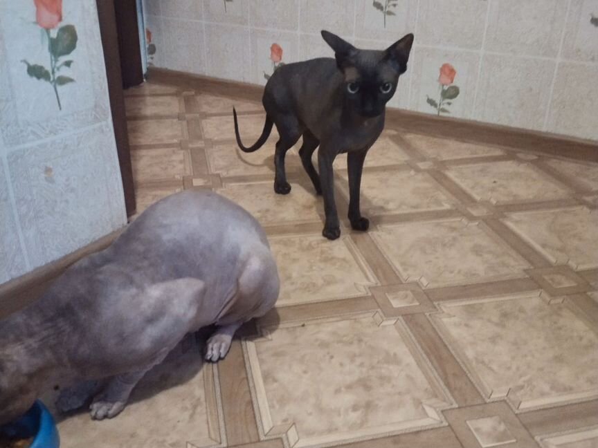 Сфинкс