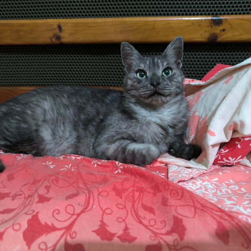 Кошка