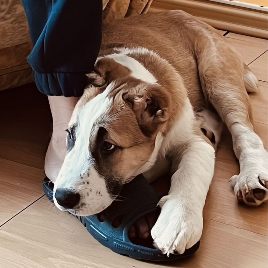 Среднеазиатская овчарка, щенок