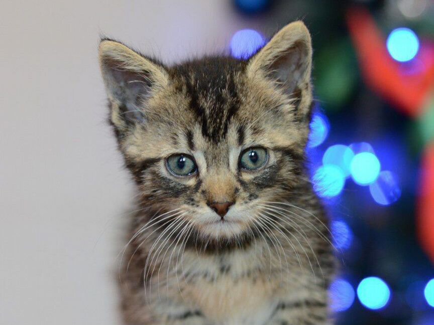 Котенок 2 месяца