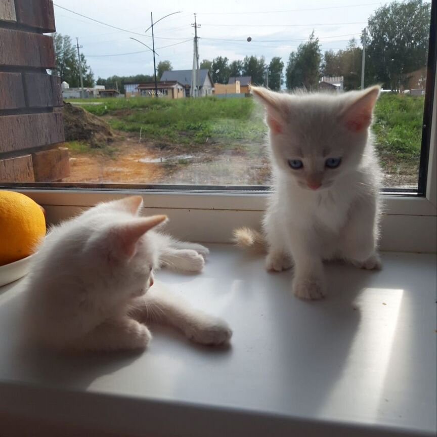 Отдам котят