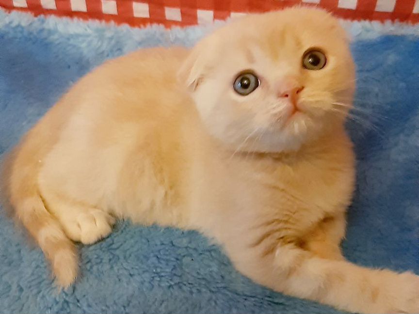 Шотландский котик