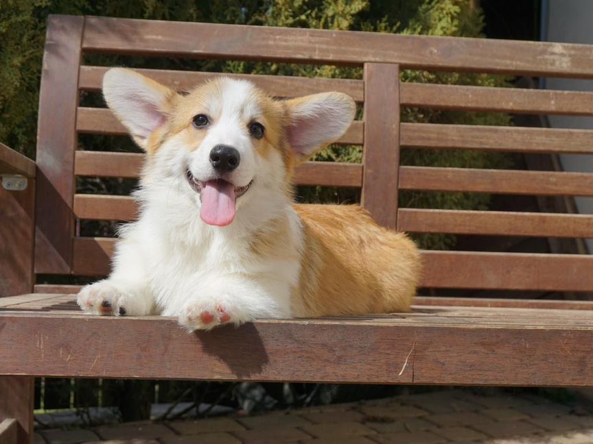 Вельш-корги пемброк