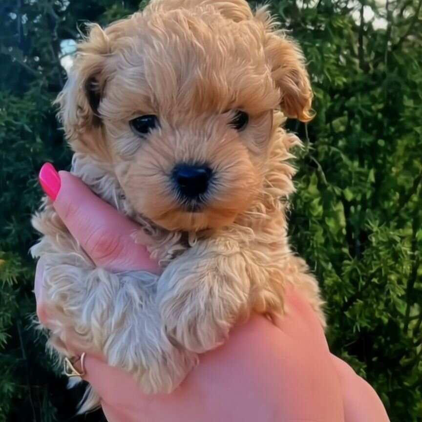 Мальтипу, щенок