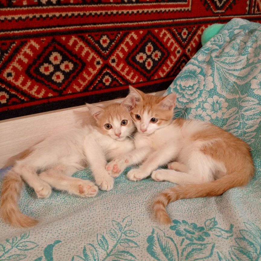 Котята в добрые руки мальчики