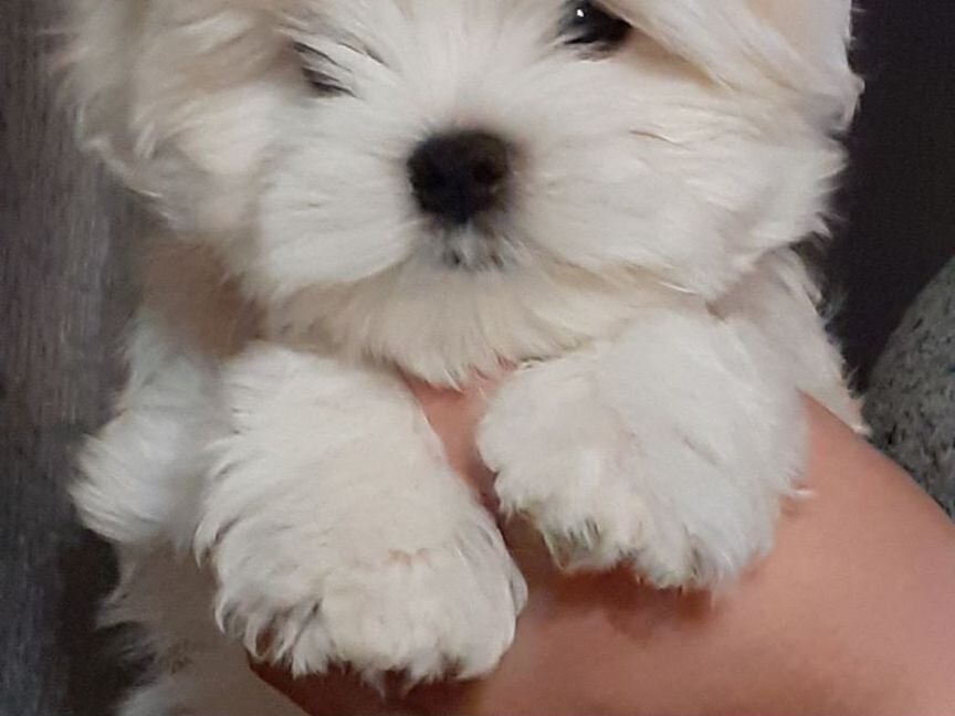 Мальтийская болонка