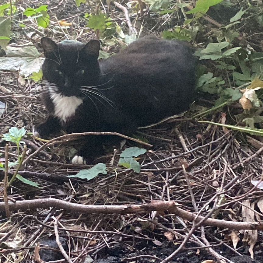Кошечка