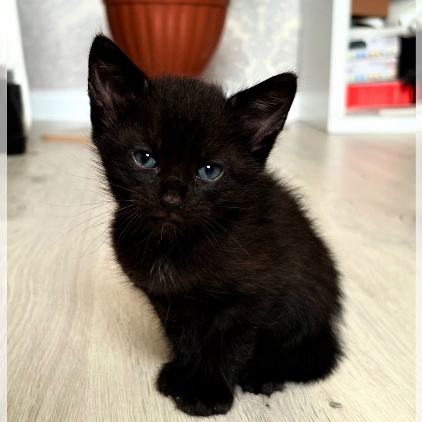 Ориентальный котёнок