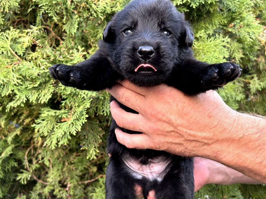 Щенки лабрадора черные