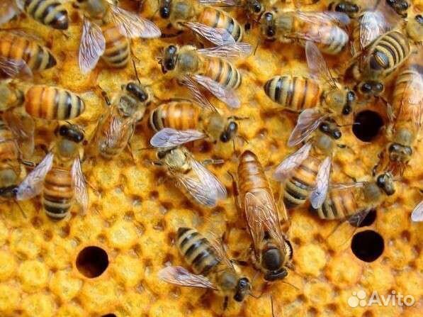 Матки бакфаст