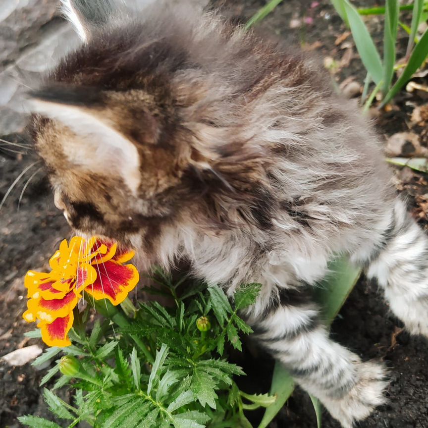 Сибирские котята