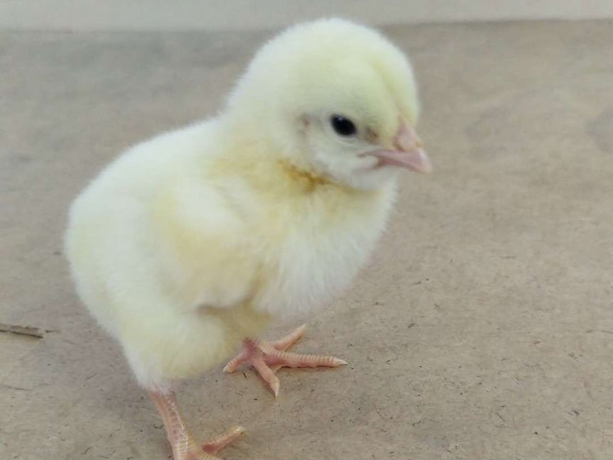 Цыплята бройлера Кобб500