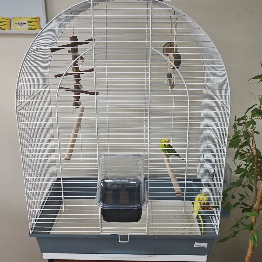 Два Волнистых попугая с клеткой