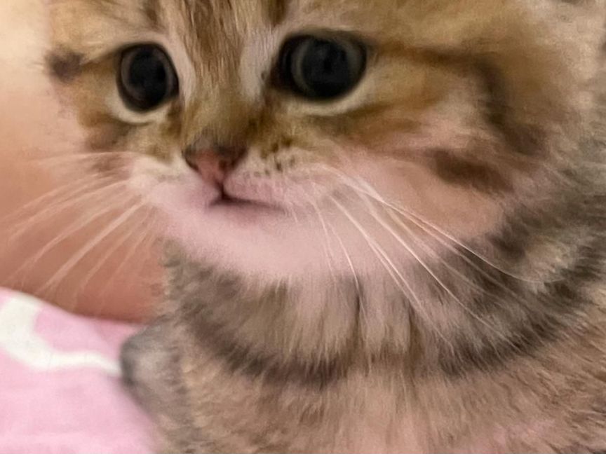 Шотландский котенок Амур