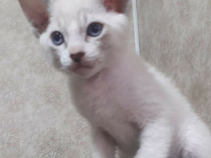 Котята сфинкс браш