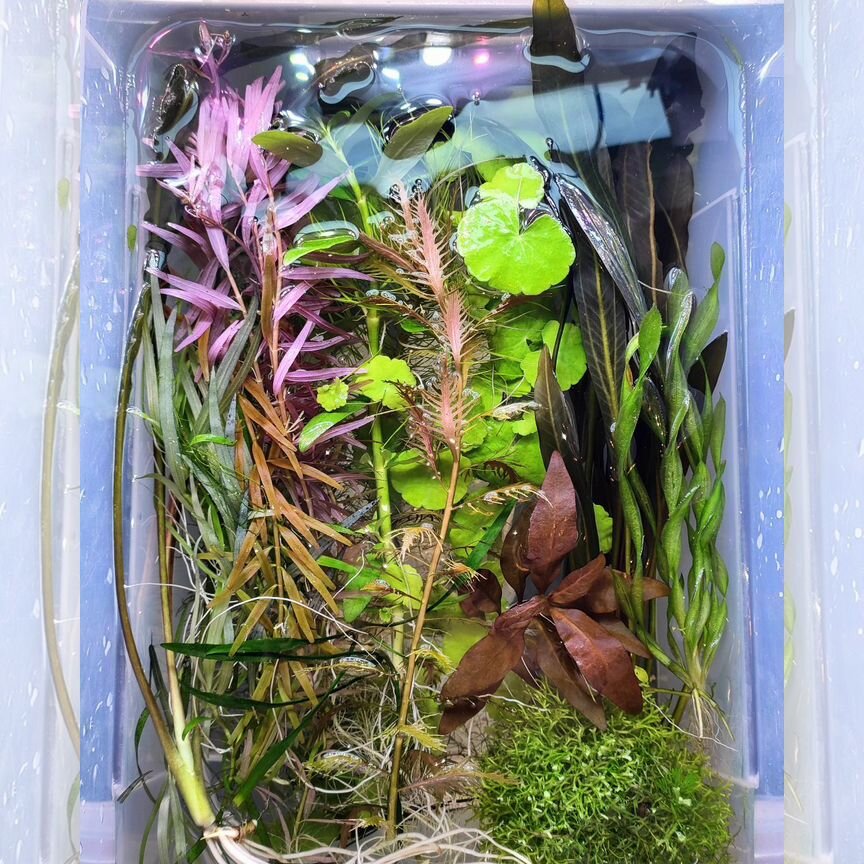 Набор аквариумных растений