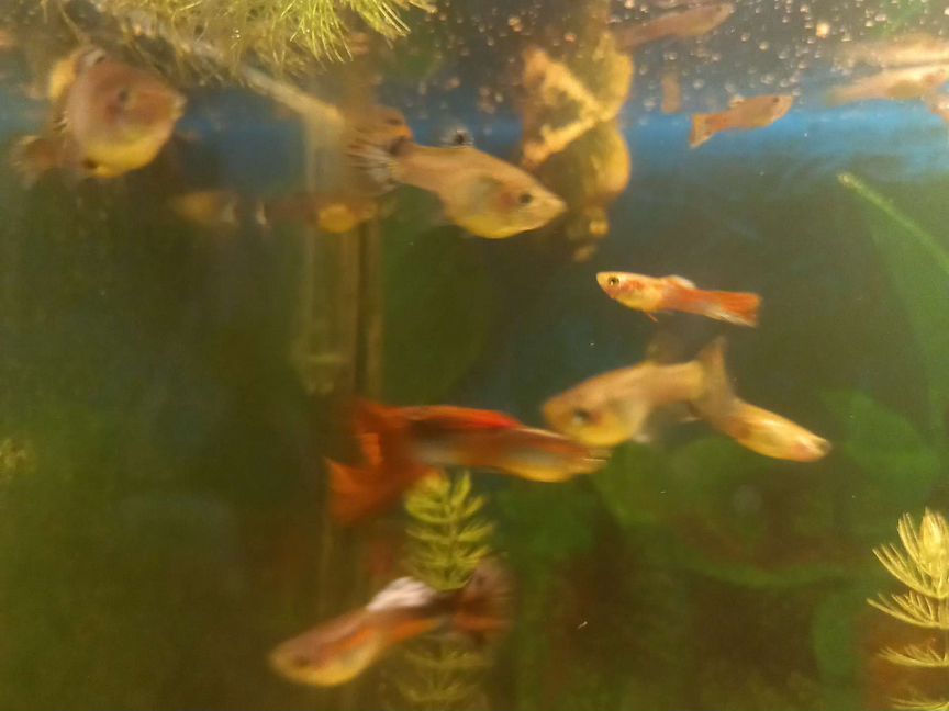 Рыбки гуппи