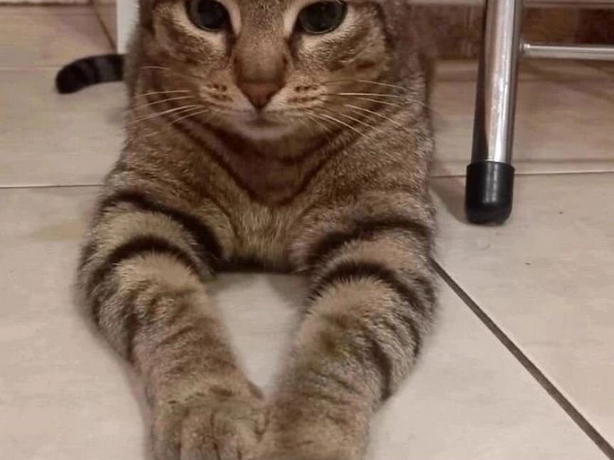 Кошечка Кася ищет свою семью