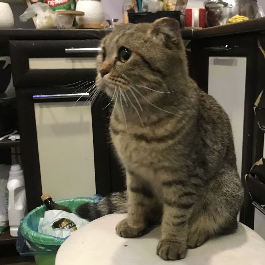 Шотландская вислоухая короткошёрстная, взрослая кошка