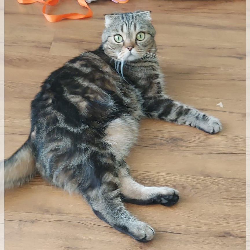 Шотландский вислоухий длинношёрстный, взрослый кот