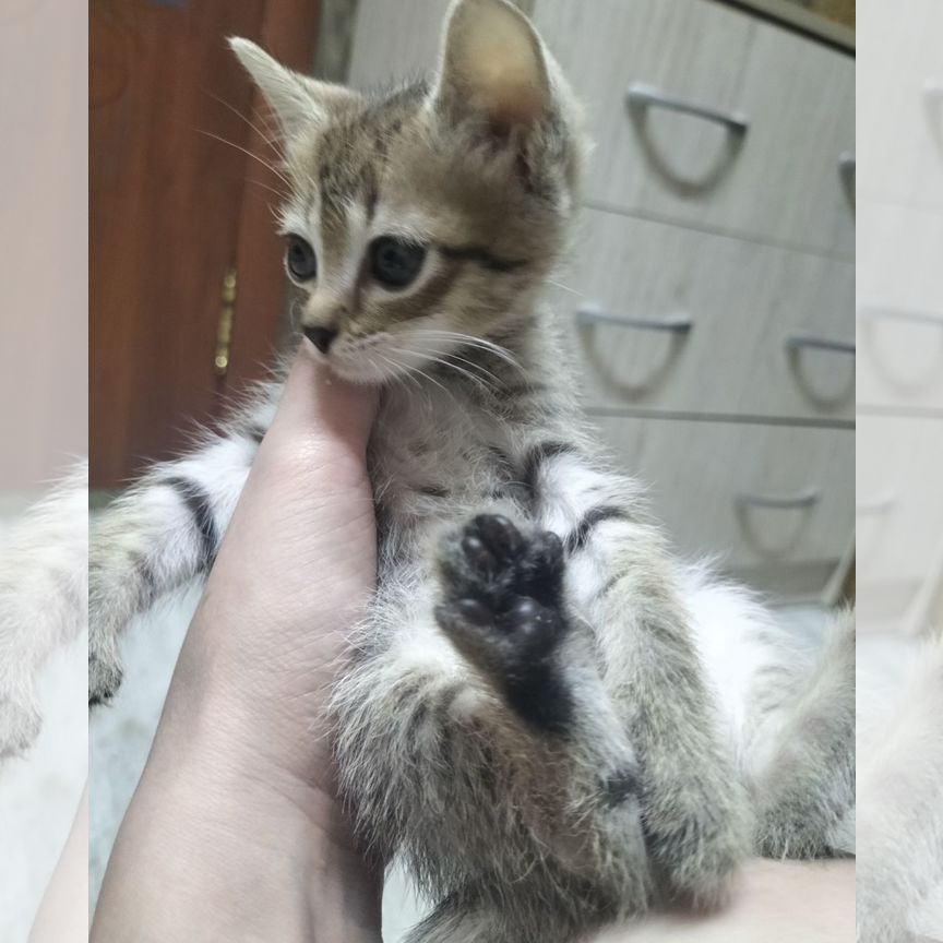 Котёнок в добрые руки